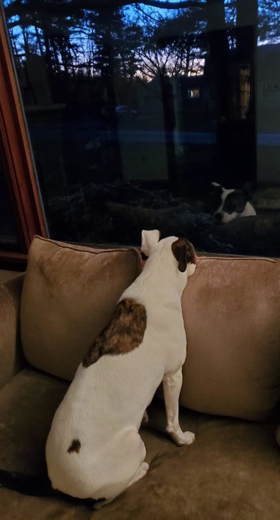 Dog Contemplating the Universe - Franx Fiction - Joachim Frank